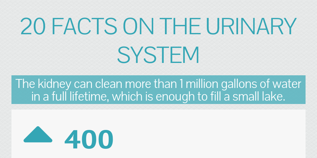 20 Facts on the Urinary System by Perri Dinnerman - Infogram